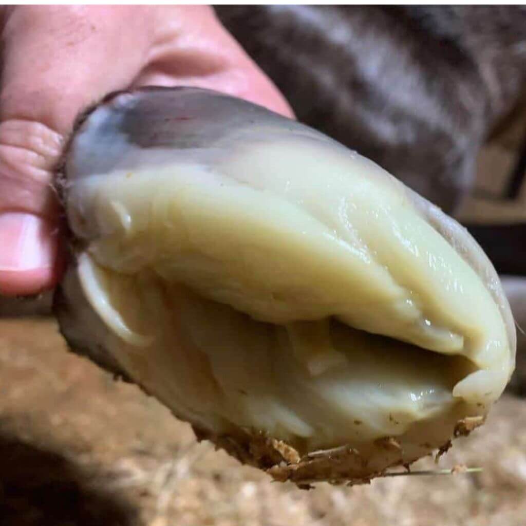 The Fascinating First Steps: A Deep Dive into Foal Hooves | Just Horse ...