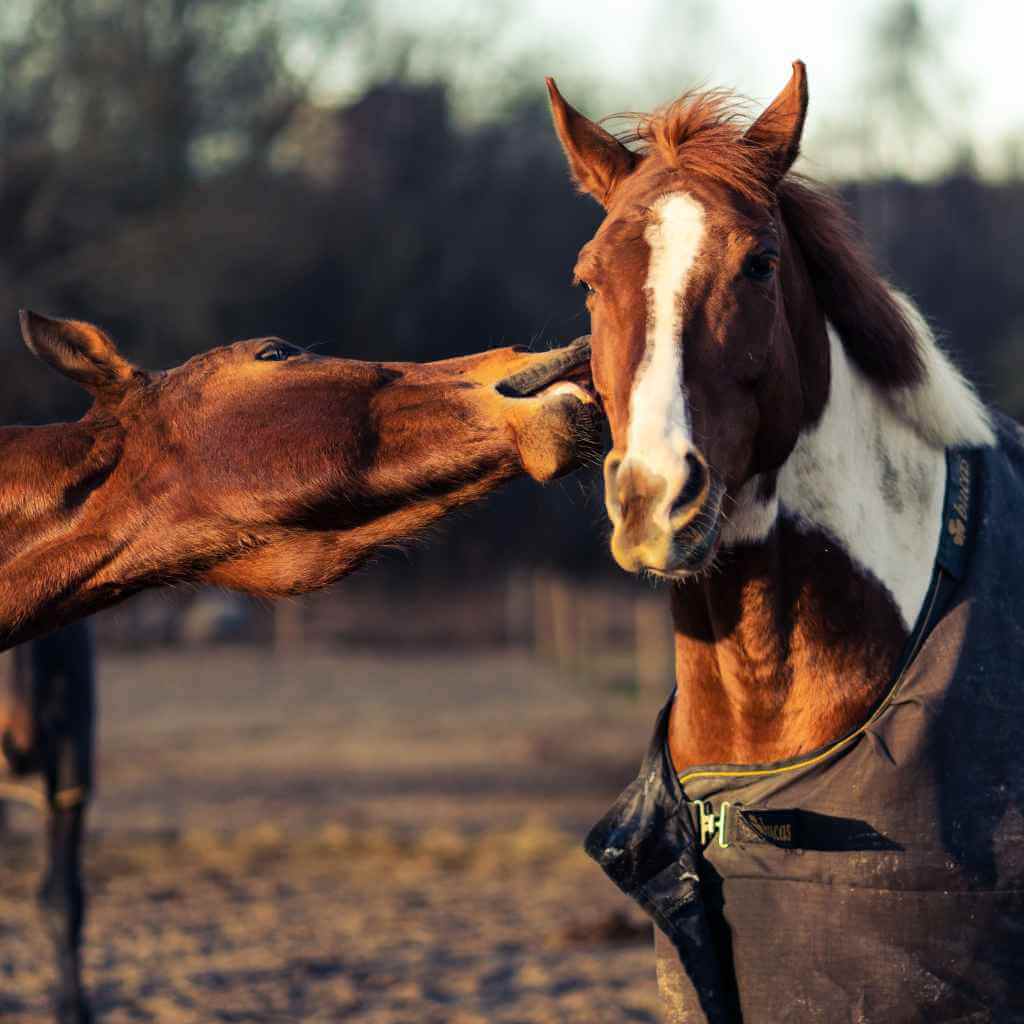 Stop Horse Biting Today! Premium Equestrian Supplies at Just Horse ...
