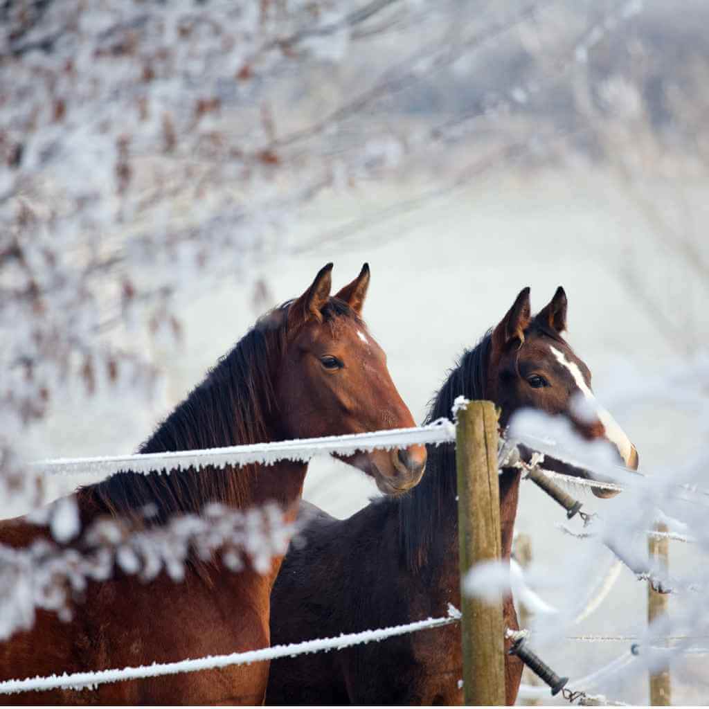 How Do Horses Thrive in Extreme Climates? Dive into Our Comprehensive ...