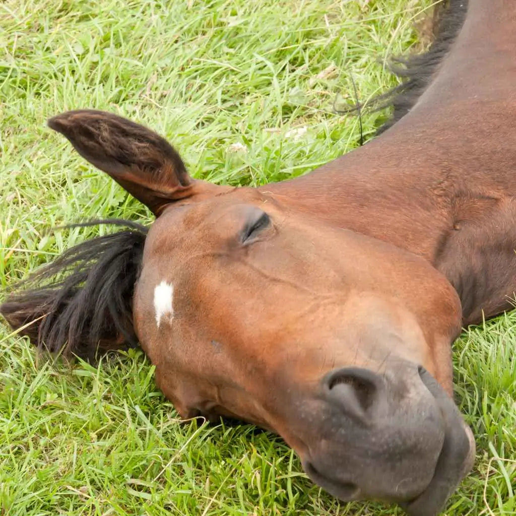 Why Is Your Pony Lazy? Find Out Now! | Just Horse Riders