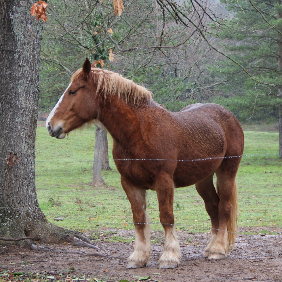 Understanding Horse Measurements: A Handy Guide to Height in Hands ...