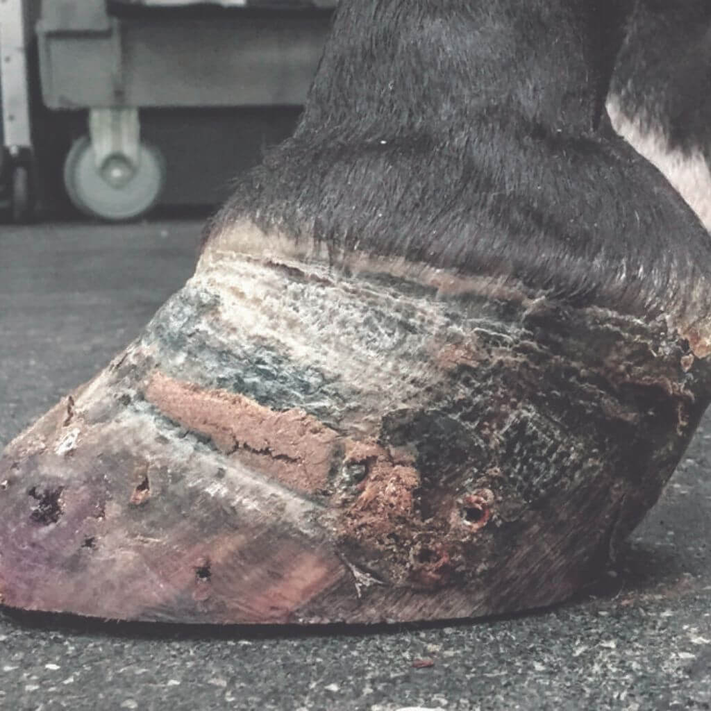 White Line Disease : Unraveling the Mystery of Hoof Disease & How to ...