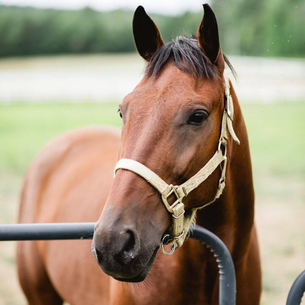 Your Guide to Understanding and Catching Your Horse – Just Horse Riders
