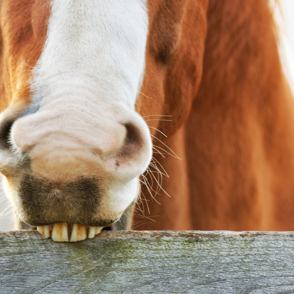 Comprehensive Guide on Windsucking in Horses: Understanding, Managing ...