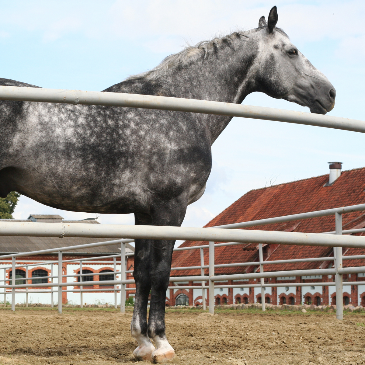 Horses Have Unique Coat Patterns: Celebrating the Beauty of Equine Div ...