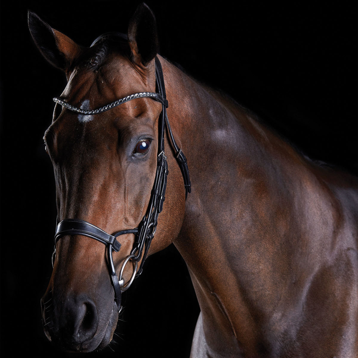 Discover the Perfect Bridle at Just Horse Riders – Shop Now!