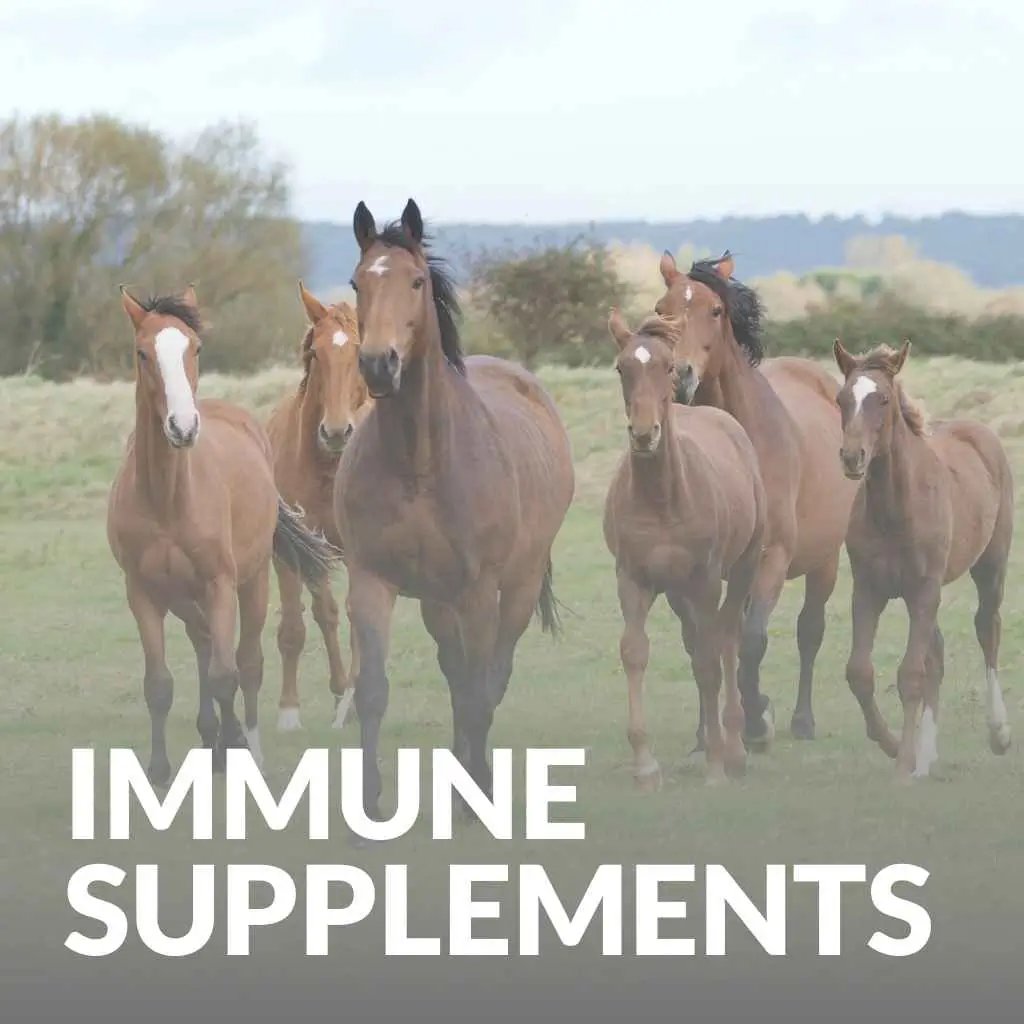 Shop Now Horse Immune System Supplements - Equine Wellness – Just Horse ...