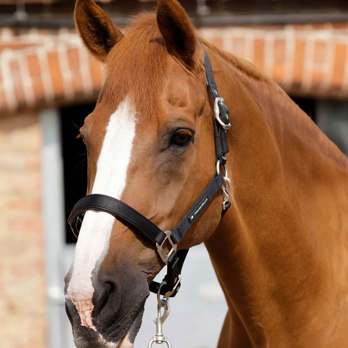 Premier Equine Plain Padded Horse Head Collar – Just Horse Riders