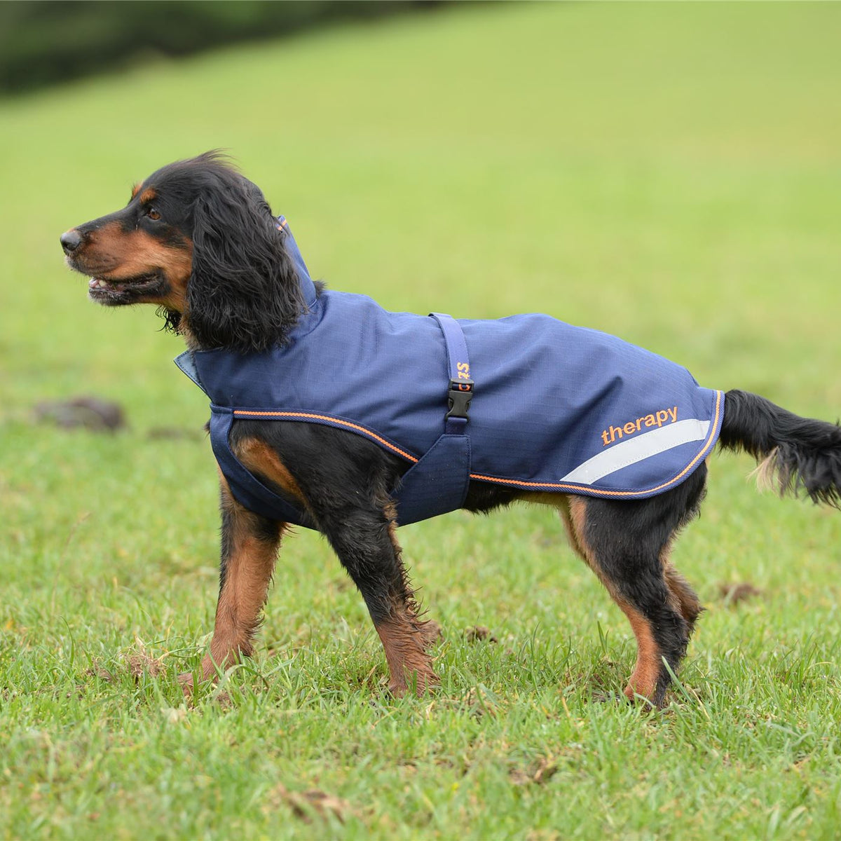 Bucas Therapy Dog Rug 150g Navy/Orange | Fast UK dispatch – Just Horse ...